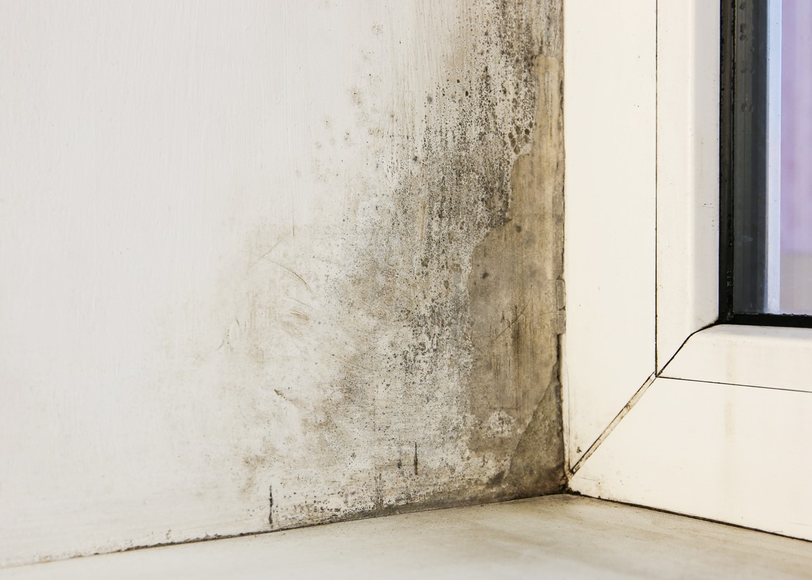 Damp, Mould And Condensation | Pine Court Housing Association